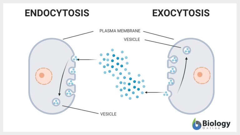 Endocytosis Definition and Examples - Biology Online Dictionary
