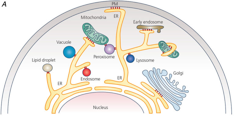 Endoplasmic reticulum - Definition and Examples - Biology Online Dictionary