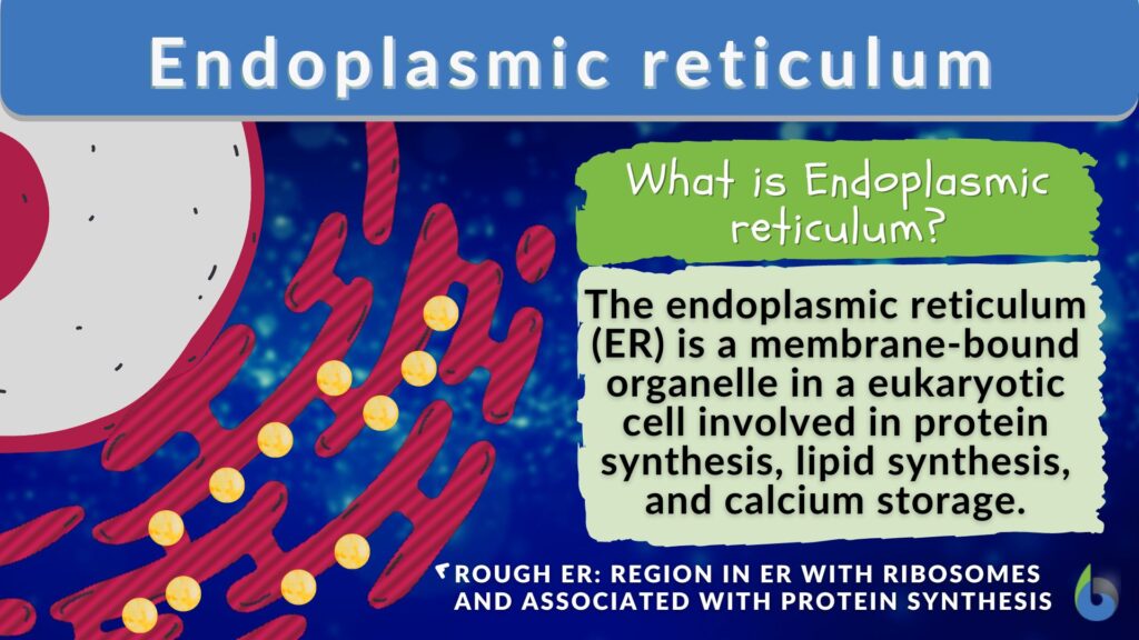 Endoplasmic reticulum - Definition and Examples - Biology Online Dictionary