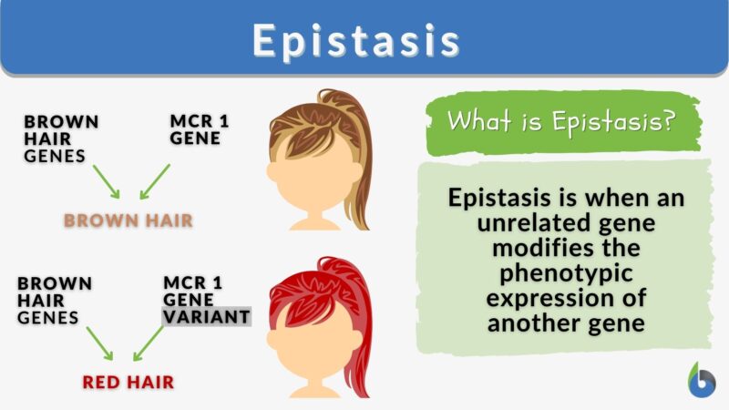 Epistasis - Definition and Examples - Biology Online Dictionary