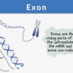 Exon Definition and Examples - Biology Online Dictionary