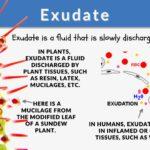 Exudate - Definition and Examples - Biology Online Dictionary