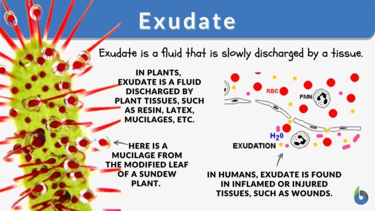 Exudate - Definition and Examples - Biology Online Dictionary