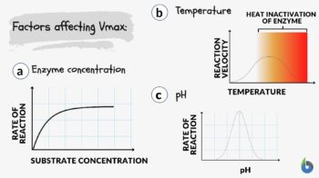 Vmax - Definition and Examples - Biology Online Dictionary