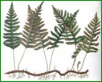 Rhizome - Definition and Examples - Biology Online Dictionary