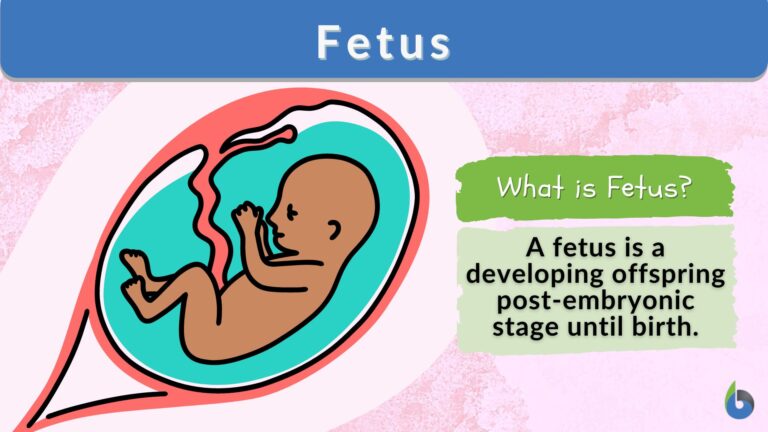 Fetus Definition and Examples - Biology Online Dictionary