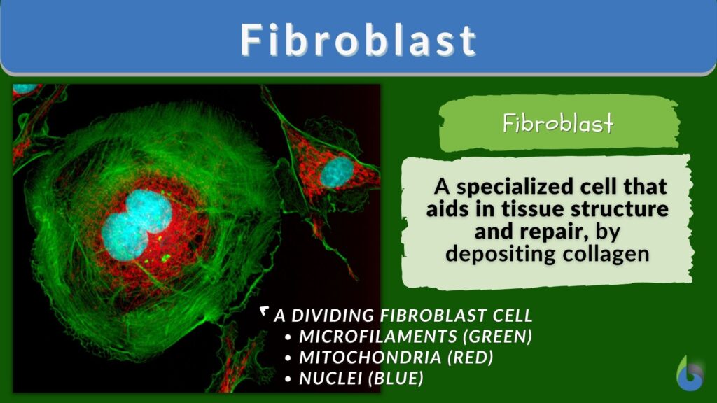 Fibroblast - Definition and Examples - Biology Online Dictionary