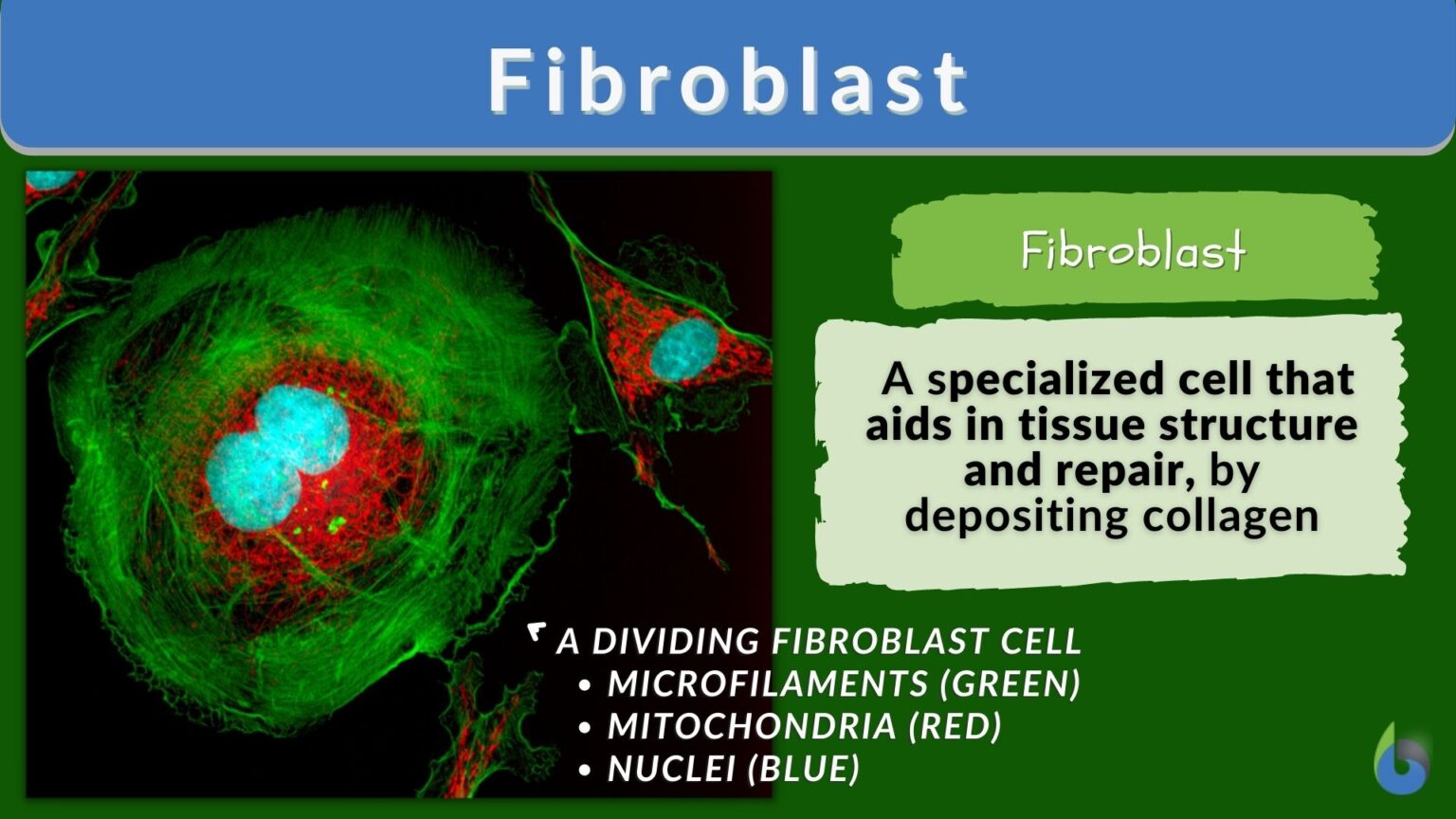 Fibroblast - Definition and Examples - Biology Online Dictionary