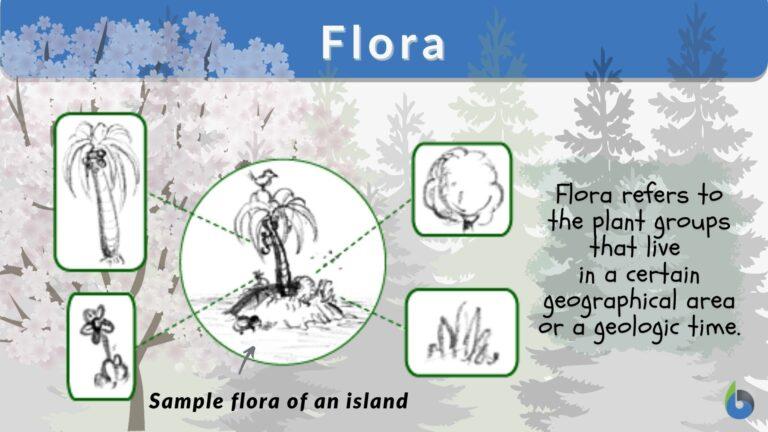 Flora Definition and Examples - Biology Online Dictionary