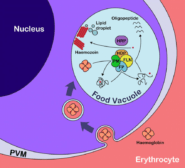 Vacuole - Definition and Examples - Biology Online Dictionary