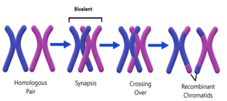 Bivalent Definition and Examples - Biology Online Dictionary