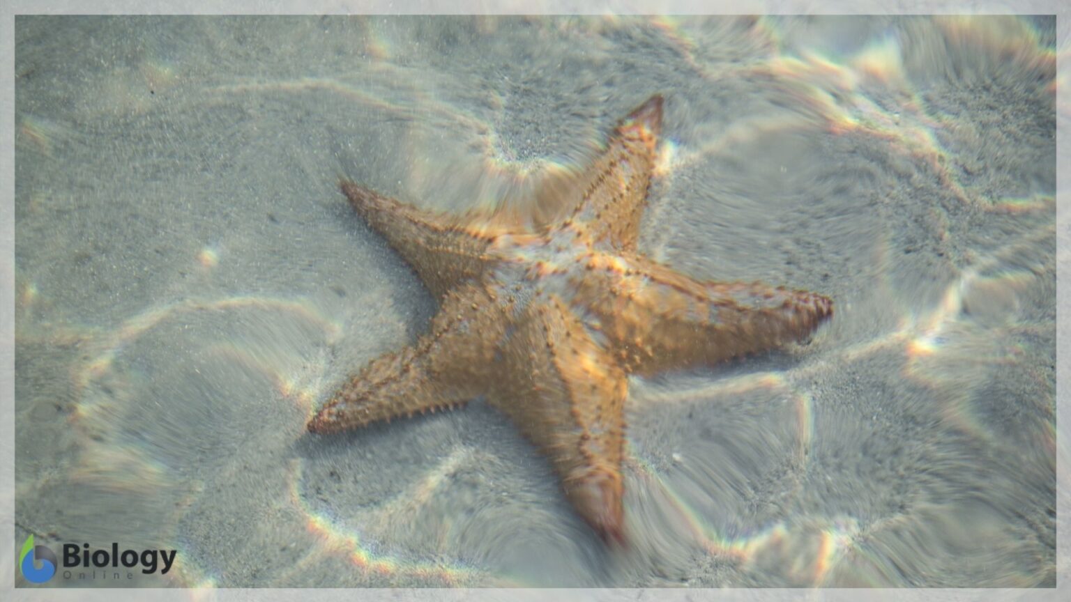 Fragmentation - Definition and Examples - Biology Online Dictionary