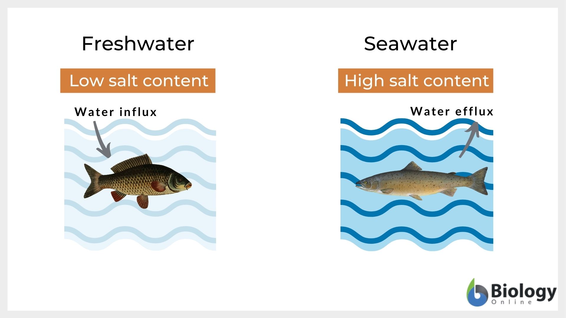 Hypotonic solution - Definition and Examples - Biology Online Dictionary