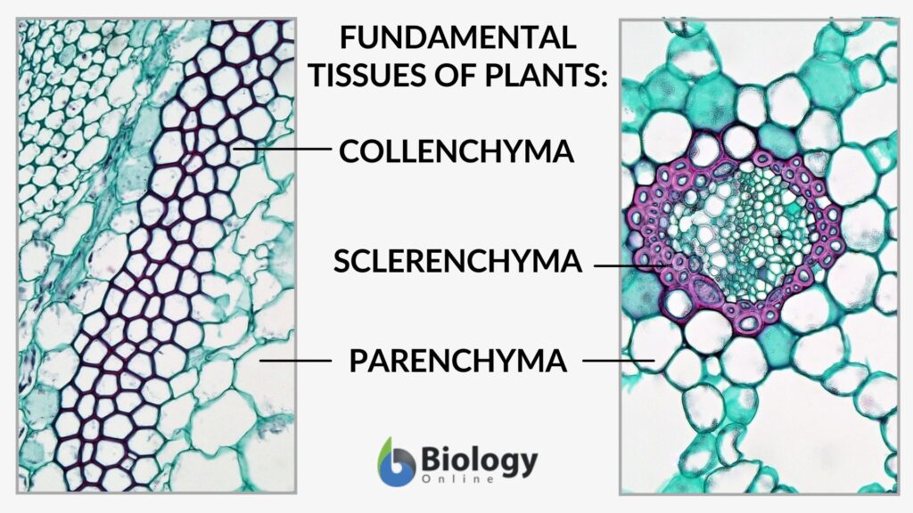 Parenchyma - Definition and Examples - Biology Online Dictionary