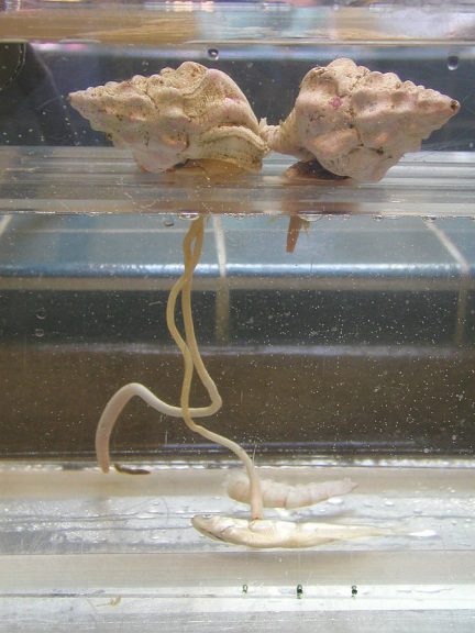 Proboscis Definition and Examples - Biology Online Dictionary