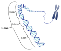 Exon Definition and Examples - Biology Online Dictionary