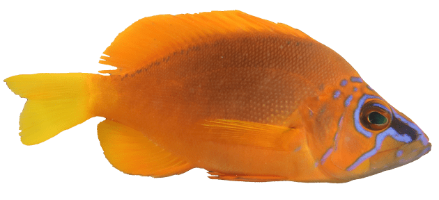 Hermaphrodite - Definition and Examples - Biology Online Dictionary