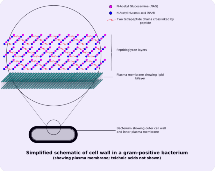Cell wall Definition and Examples - Biology Online Dictionary