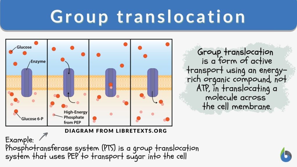 Group translocation - Definition and Examples - Biology Online Dictionary