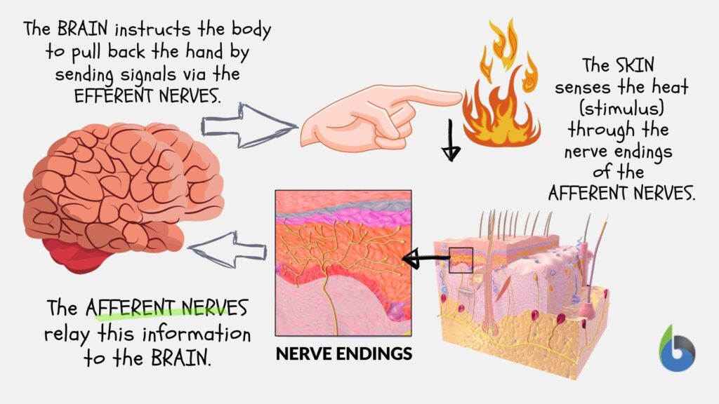 Afferent Nerve - Definition and Examples - Biology Online Dictionary