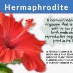 Hermaphrodite - Definition and Examples - Biology Online Dictionary