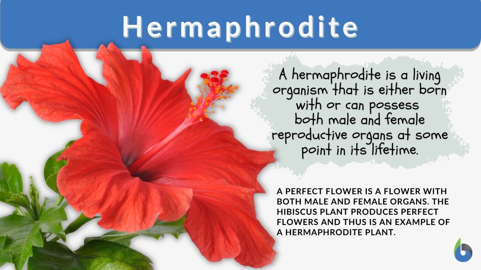 Hermaphrodite - Definition and Examples - Biology Online Dictionary