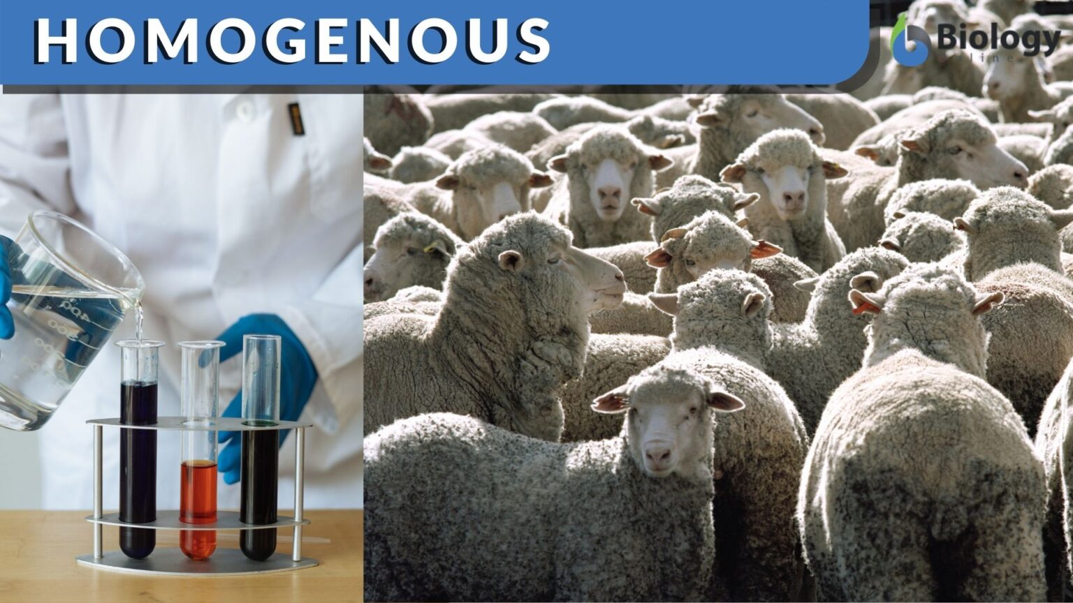 Homogenous - Definition and Examples - Biology Online Dictionary