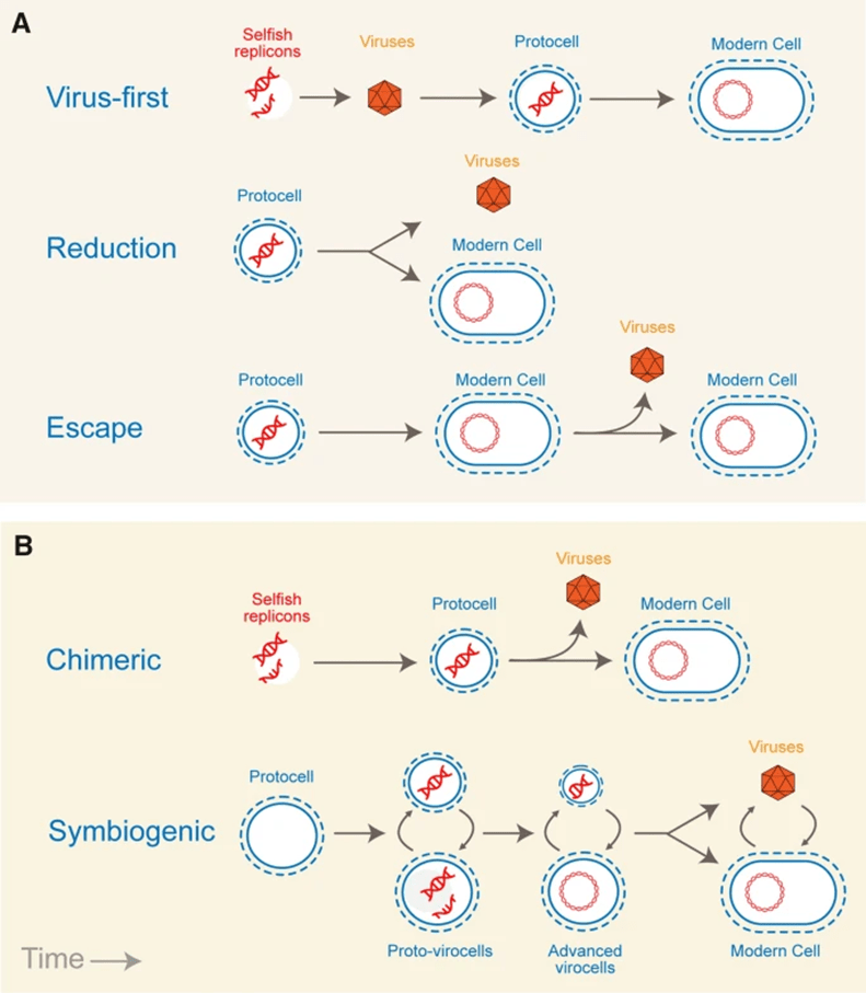 Capsid Definition and Examples - Biology Online Dictionary