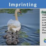 Imprinting - Definition and Examples - Biology Online Dictionary