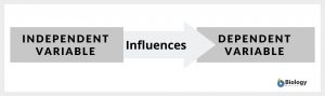 Independent variable - Definition and Examples - Biology Online Dictionary