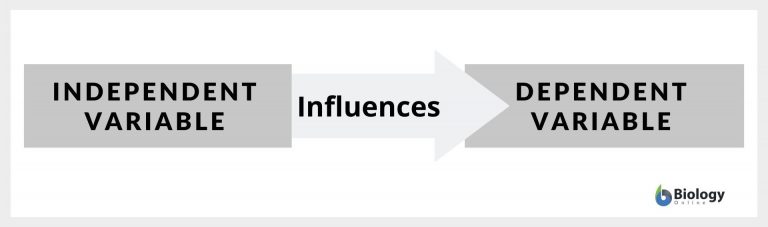 Independent variable - Definition and Examples - Biology Online Dictionary