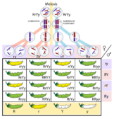 Independent Assortment Definition and Examples - Biology Online Dictionary