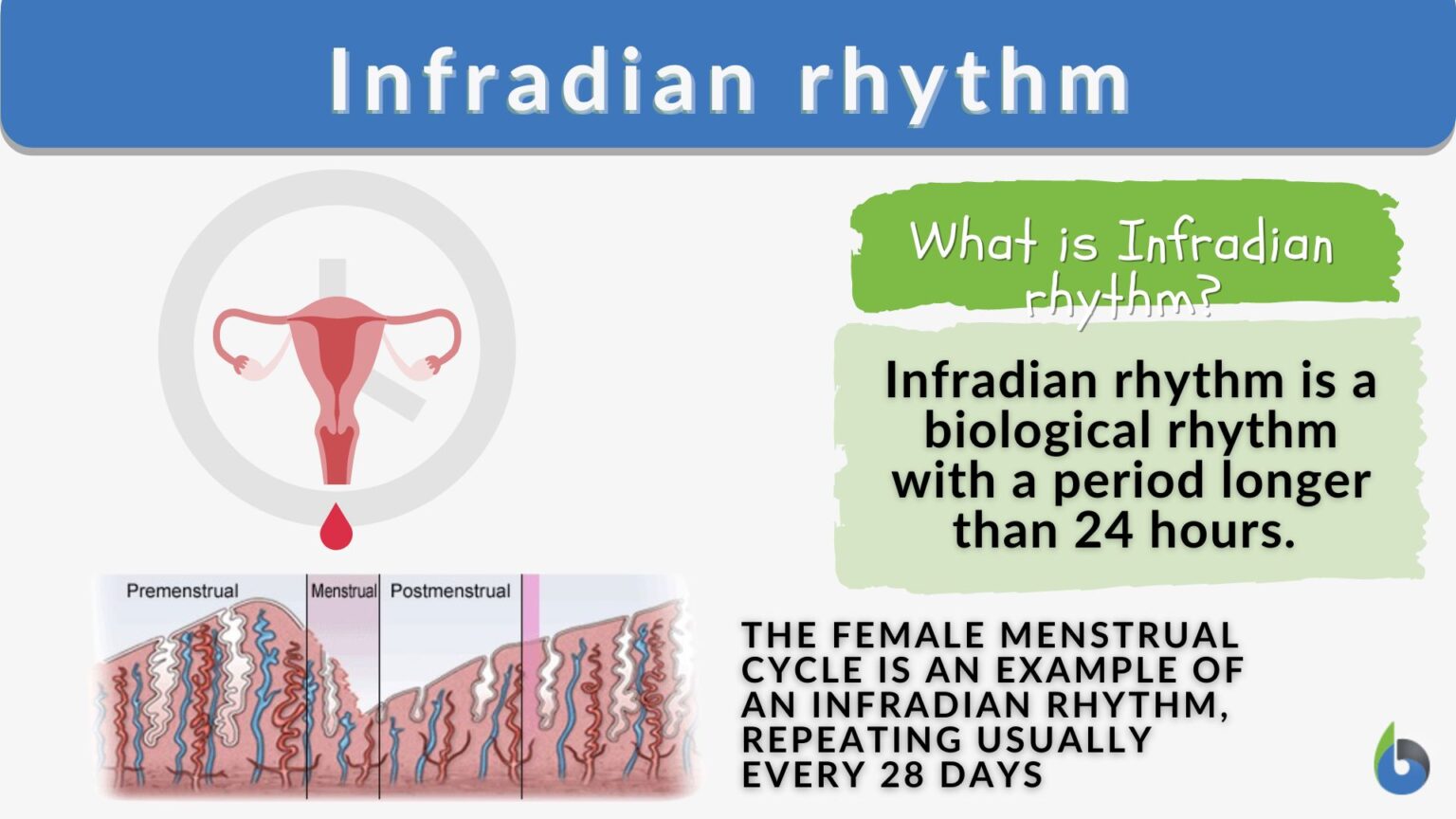 Infradian rhythm - Definition and Examples - Biology Online Dictionary