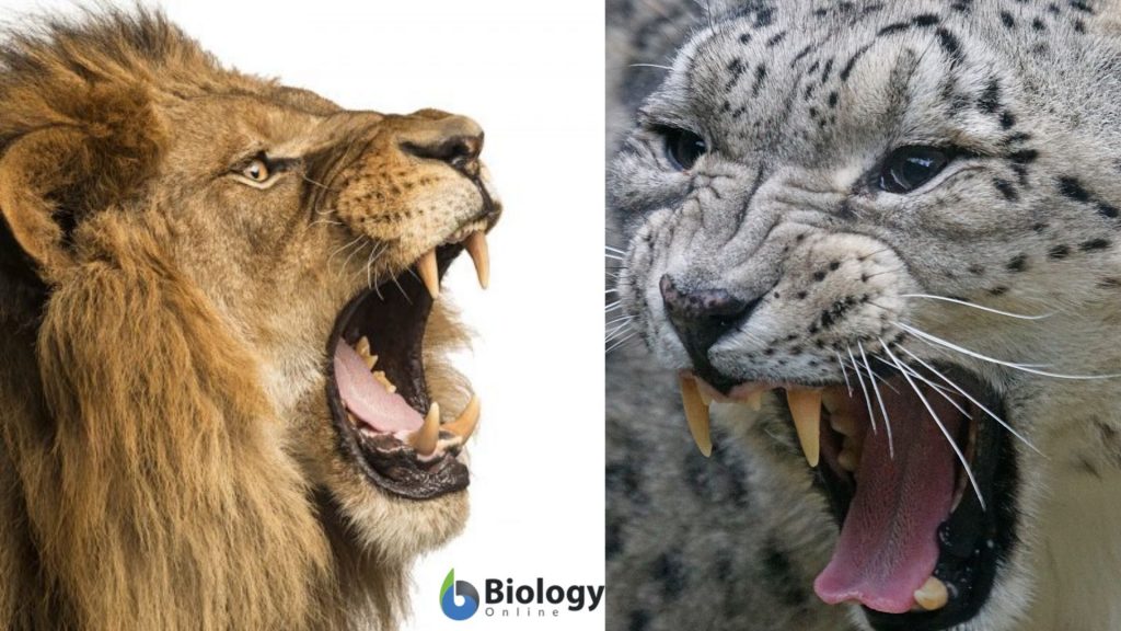 Interspecific competition Definition and Examples - Biology Online ...