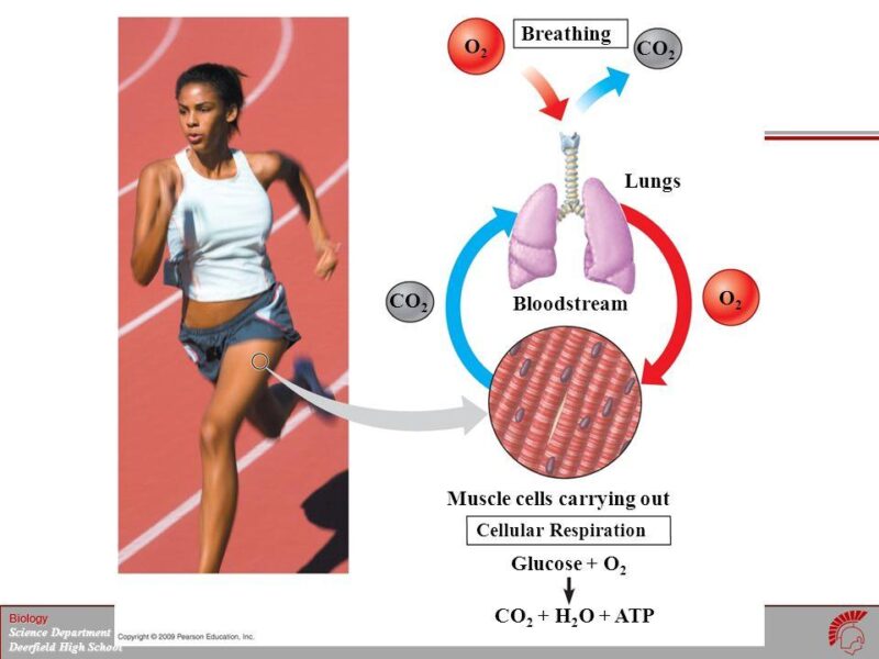 Anaerobic - Definition and Examples - Biology Online Dictionary