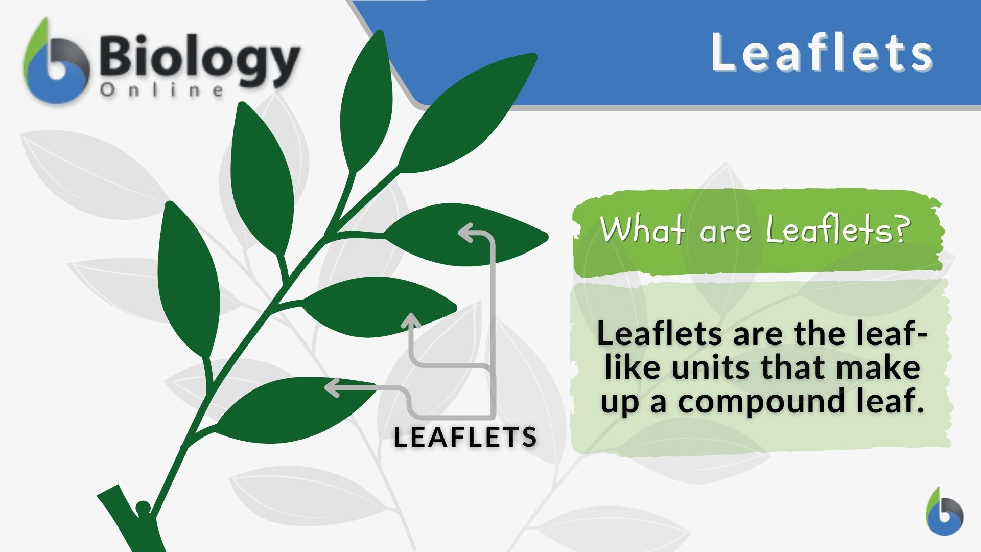 Leaflets Definition And Examples Biology Online Dictionary