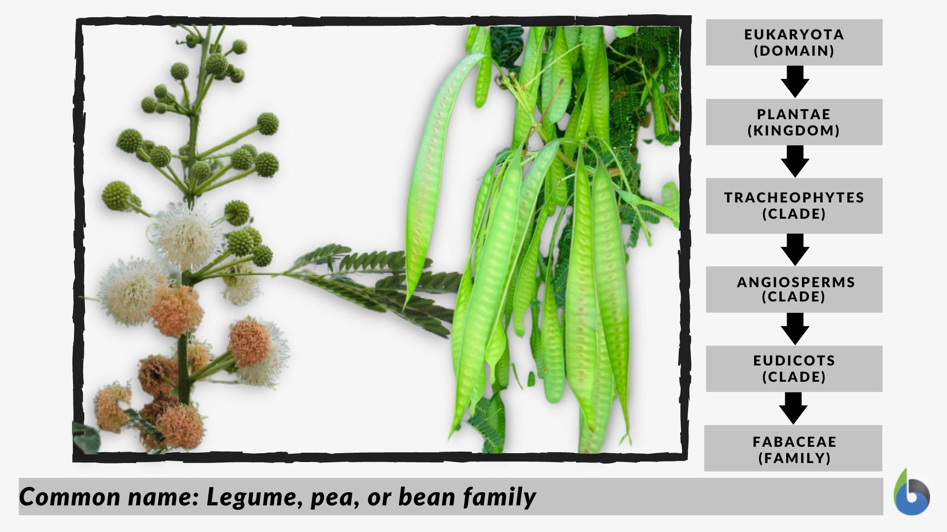 Legumes - Definition and Examples - Biology Online Dictionary