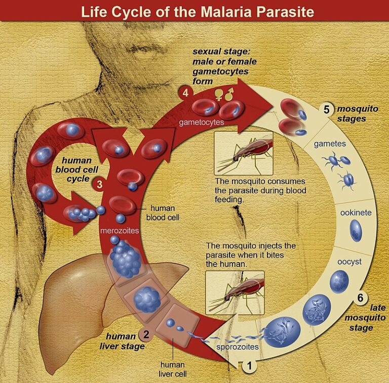 Obligate parasite - Definition and Examples - Biology Online Dictionary