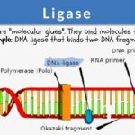 Ligase - Definition and Examples - Biology Online Dictionary