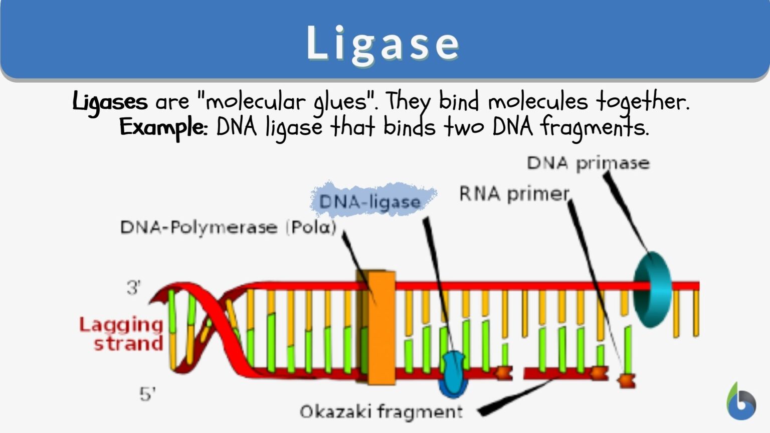 Ligase - Definition and Examples - Biology Online Dictionary