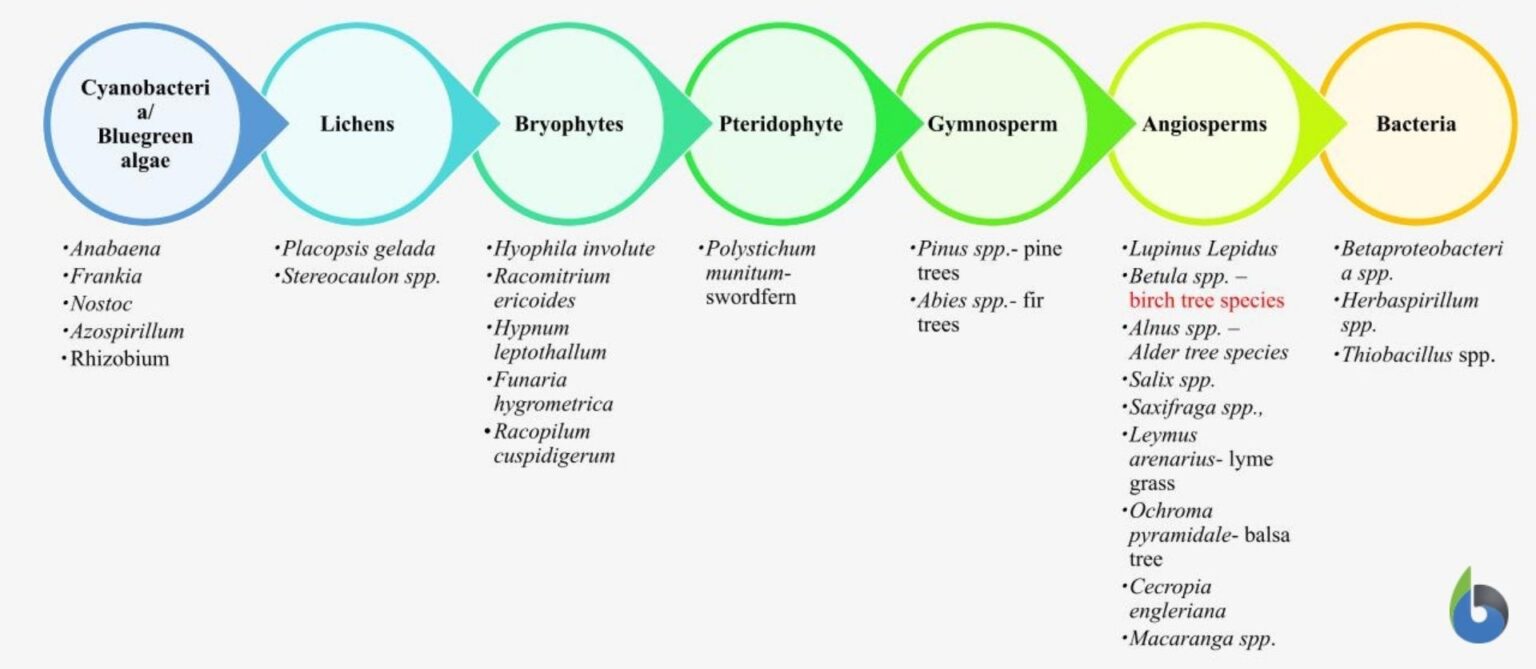 Pioneer species - Definition and Examples - Biology Online Dictionary