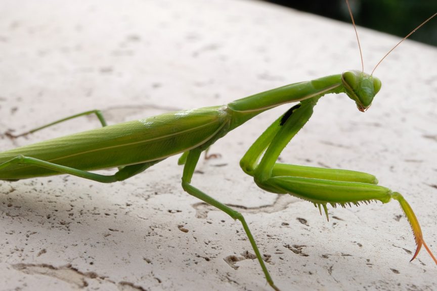 Mantis Definition and Examples - Biology Online Dictionary