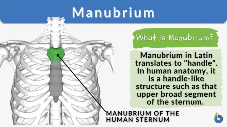 Manubrium - Definition and Examples - Biology Online Dictionary