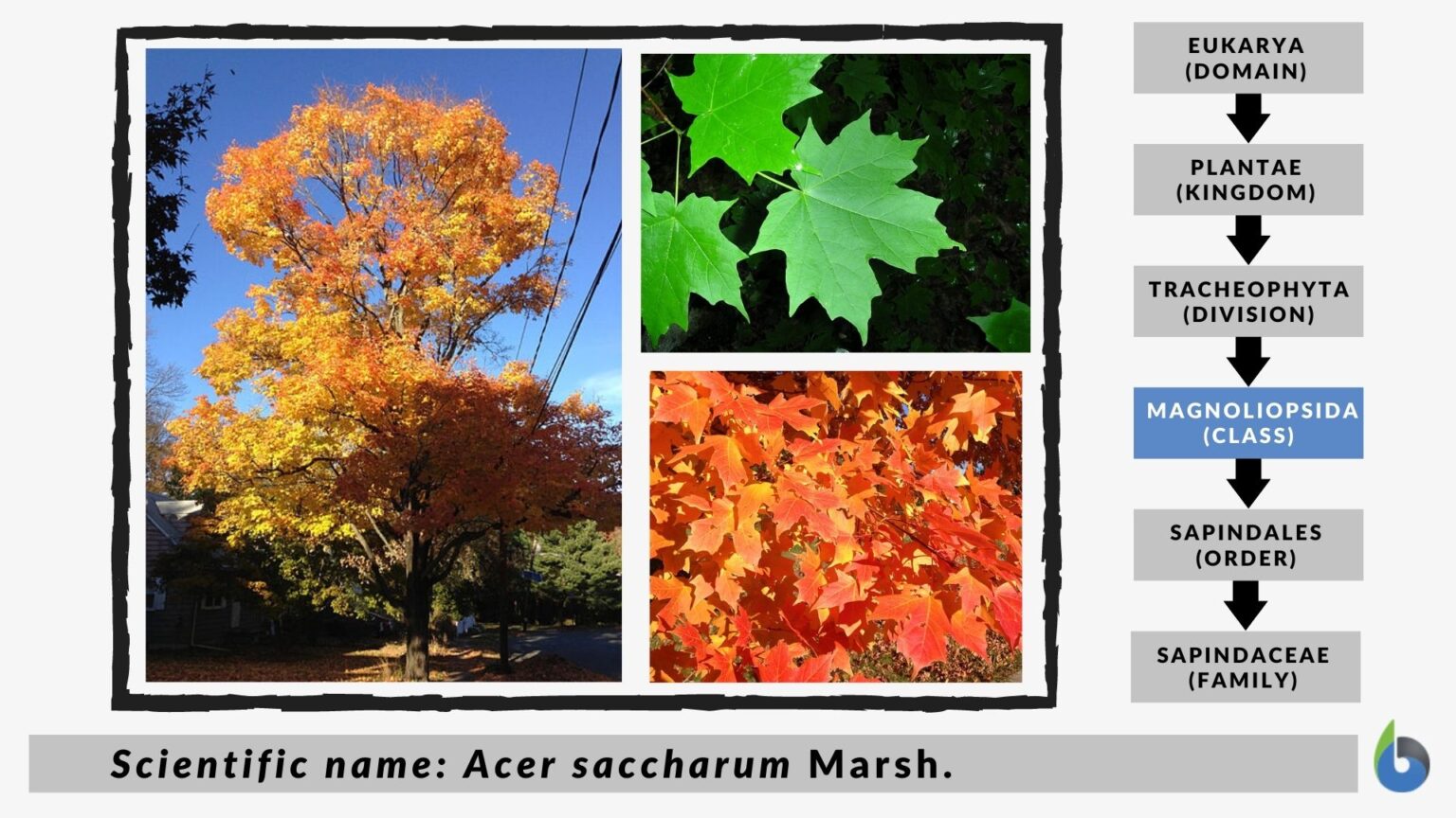 Class Definition and Examples - Biology Online Dictionary