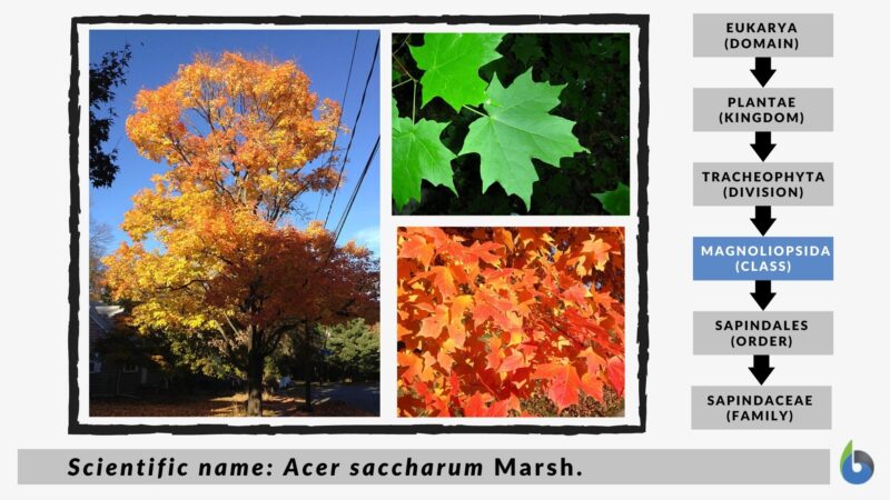 Class Definition and Examples - Biology Online Dictionary