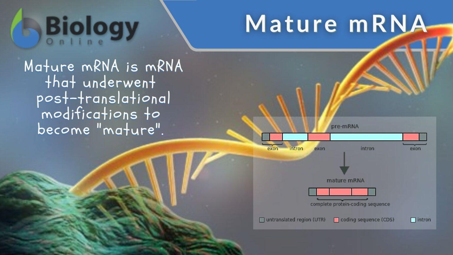 Mature mRNA - Definition and Examples - Biology Online Dictionary
