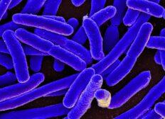 Microbe - Definition and Examples - Biology Online Dictionary