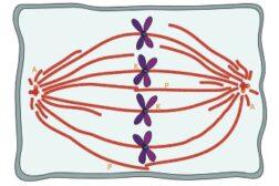 Anaphase Definition and Examples - Biology Online Dictionary