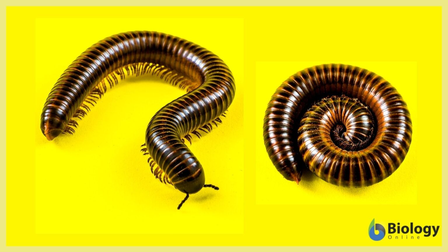 Arthropod - Definition and Examples - Biology Online Dictionary