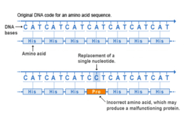 Missense mutation Definition and Examples - Biology Online Dictionary